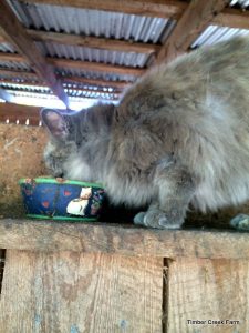 How to Raise a Barn Cat Right - Countryside